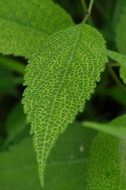 オオヒヨドリバナキク科素人植物図鑑
