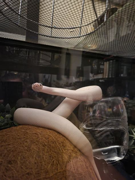 Ball Python Yoga Rballpython