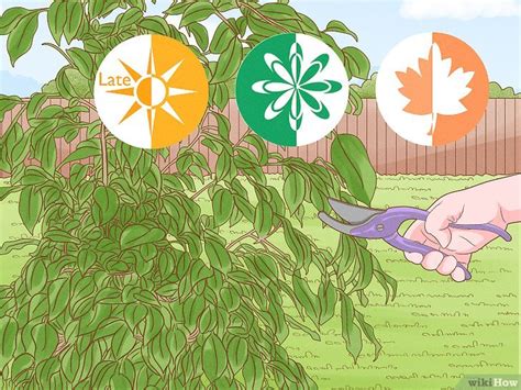 How To Prune A Ficus Tree Ideal Times Pruning Techniques