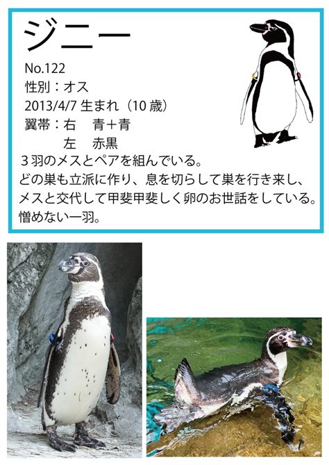 【愛称決定しました！】フンボルトペンギン命名権 ズーラシア｜動物が幸せに過ごせるように。オットセイに快適な環境を！（よこはま動物園ズーラシア
