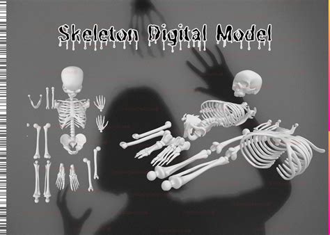 Skeleton Stl 3d Model Print Digital File Etsy