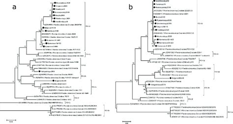 Phylogenetic Trees Of Complete Genome Nucleotide Sequences A And Orf2