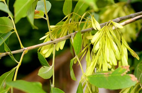 Seedlings Tree Communities Of Calling