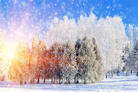 下雪的冬季公园图片 晴天下雪的冬季公园素材 高清图片 摄影照片 寻图免费打包下载