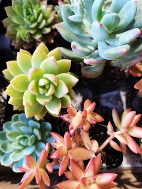 清新多肉植物手绘彩色绿色植物盆栽png素材图片下载 素材编号13308771 素材天下图库