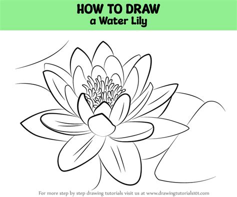 How To Draw A Water Lily Lily Step By Step DrawingTutorials101 Com