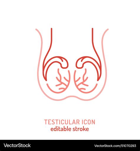 Testicles Outline Icon Medical Linear Pictogram Vector Image