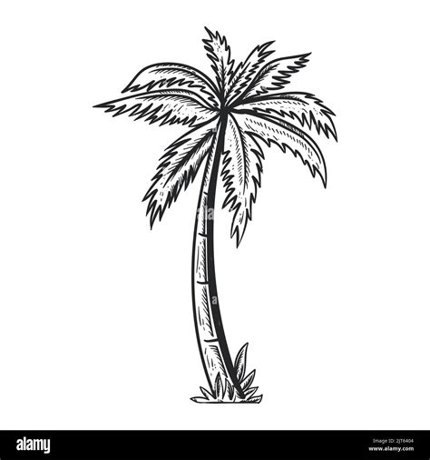 Palm Tree Vector Illustration Coconut Tree Date Tree Clipart Stock