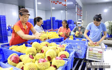 隆安火龙果进入采摘季 腾讯新闻