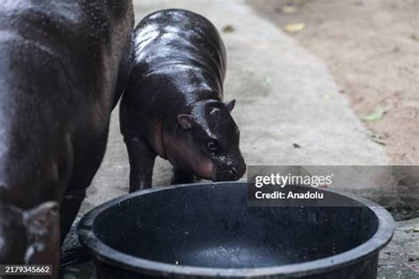 235 Moo Deng Photos And High Res Pictures Getty Images