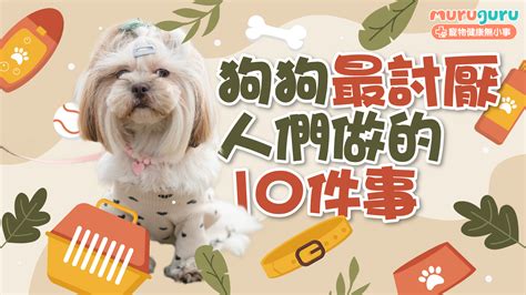 狗狗最討厭人們做的10件事 Muruguru 貓奴狗奴