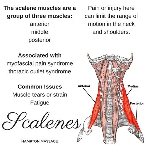 Scalene Muscles Model