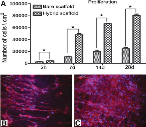 Evidence For Cell Proliferation On Scaffolds A Data On 3 H Thymidine