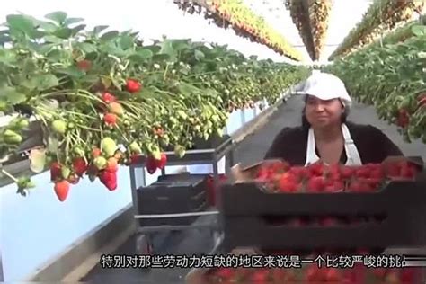 摘草莓机器人自动识别成熟草莓 5秒采摘一个