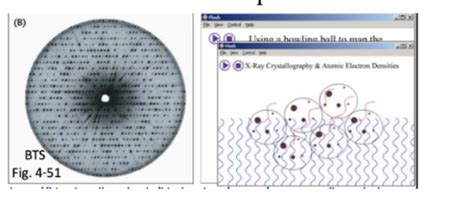 Lecture 9 3D Structure Determinations Of Myoglobin And Hemoglobin
