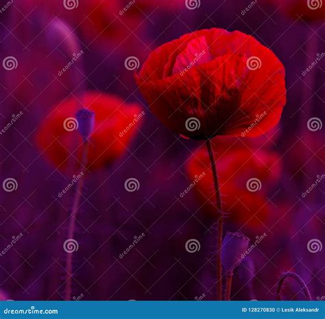 Flor Rojo De Las Amapolas De Las Flores En Campo Salvaje Amapolas Rojas Del Campo Hermoso Con El