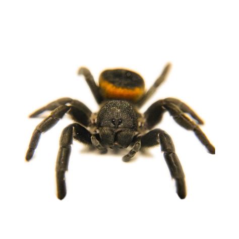 Pet Velvet Spiders Next Day Uk Delivery Bug Pets Ltd Ltd
