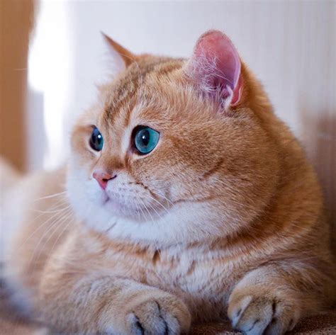 Fat Orange Cats For Sale