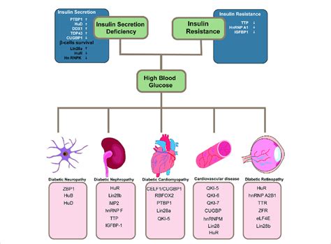 Overview Of Rbps Involved In Diabetes And Its Related Systematic
