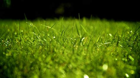 Drops Dew Grass Surface 4k Hd Wallpaper