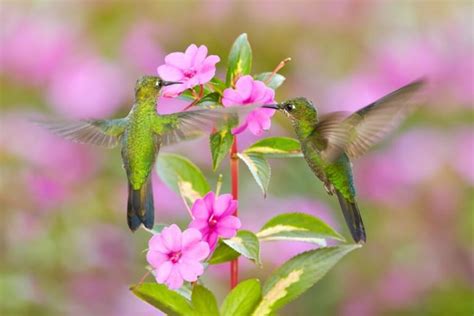 Can Hummingbirds Open Their Beaks All You Need To Know
