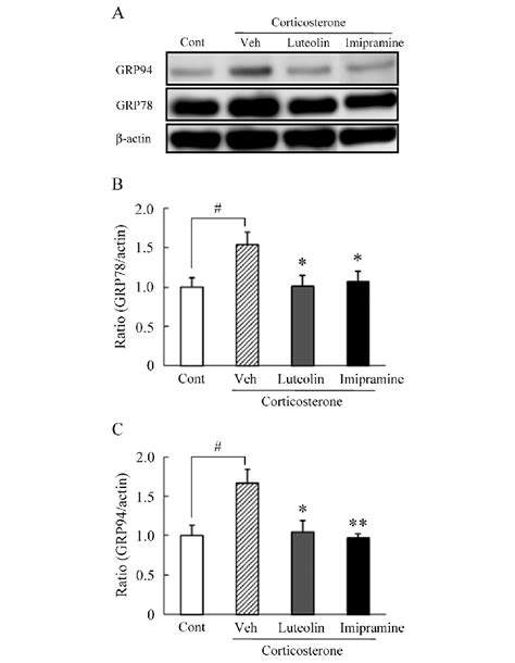 Effects Of Luteolin On Expressions Of Grp78 And Grp94 In The