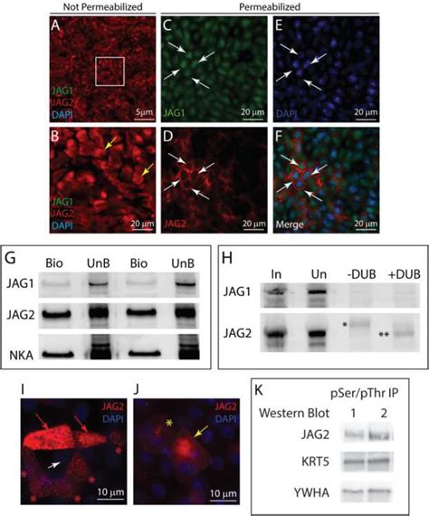 Tandem Ubiquitin Binding Entities Kit LifeSensors Bioz