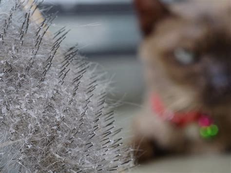 Cat Dander Vs Dandruff