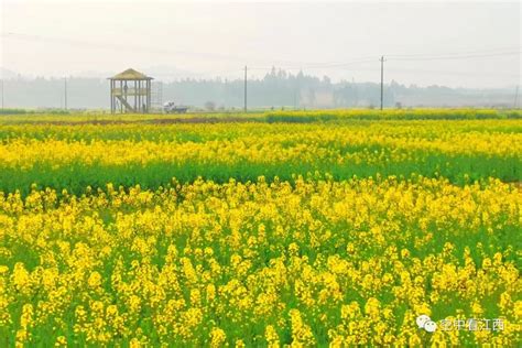 丰城万亩油菜花盛开 游客纷至沓来赏美景图凤凰网江西 凤凰网