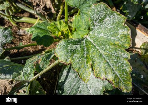 Summer Squash Diseases Pictures At Kathleen Campion Blog