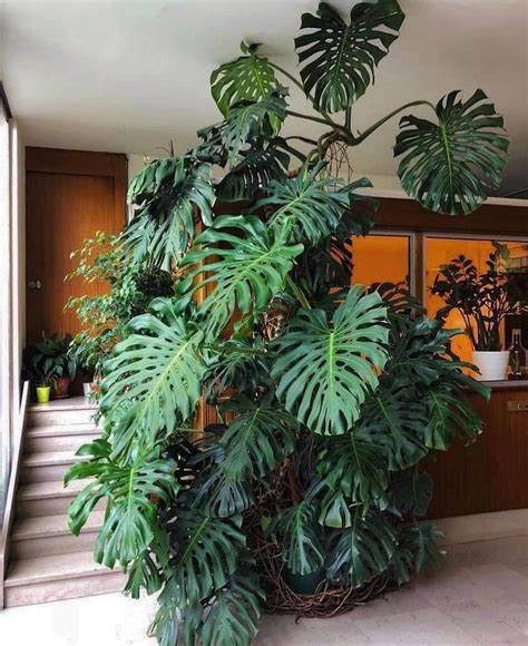 Monstera Deliciosa Care Your Plant Helper