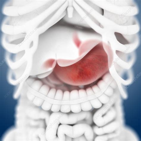 Stomach Anatomy Artwork Stock Image C016 2859 Science Photo Library