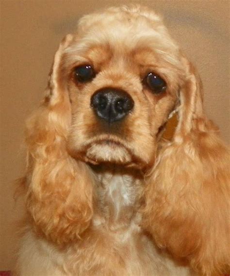 137 Best Images About Mini Cocker Spaniel American Cocker Spaniel On