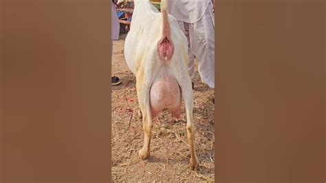 بکرا منڈی میں ماشاءاللہ بڑی خوبصورت بکری پہنچی ہے Youtube