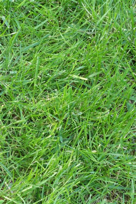 Plain Grass Stock Image Image Of Garden Summer Parks 5192571