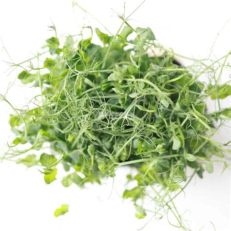 Bio Pea Jumbo Microgreens Seeds Mp Seeds