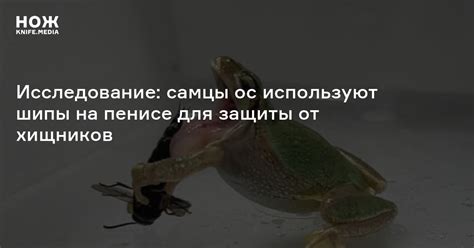 Исследование самцы ос используют шипы на пенисе для защиты от хищников