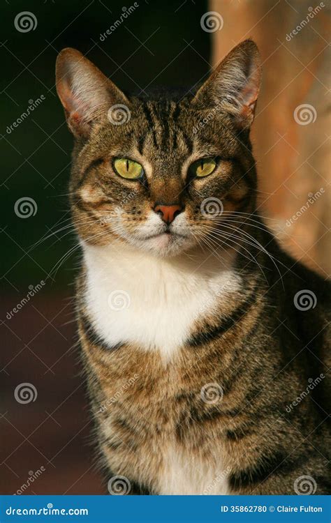 Tabby Cat Stock Photo Image Of Feline Yellow Striped 35862780