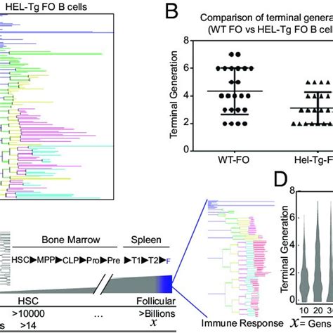 Nongenetic Heterogeneity Is The Source Of Cell To Cell Heterogeneity