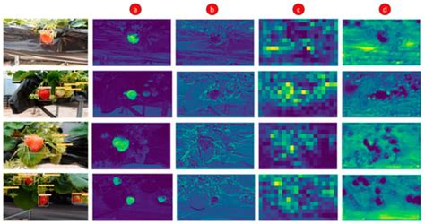 Lightweight Improved Yolov5s Cghostnet For Detection Of Strawberry Maturity Levels And Counting