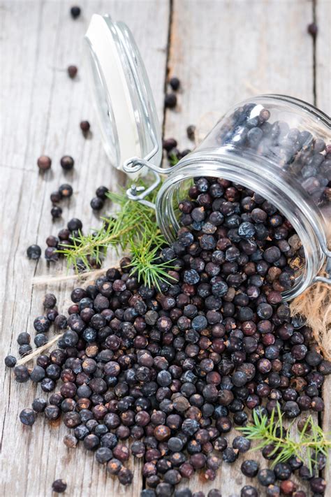 Juniper Berry Tea Benefits How To Make This Powerful Herbal Tea Brewed Leaf Love