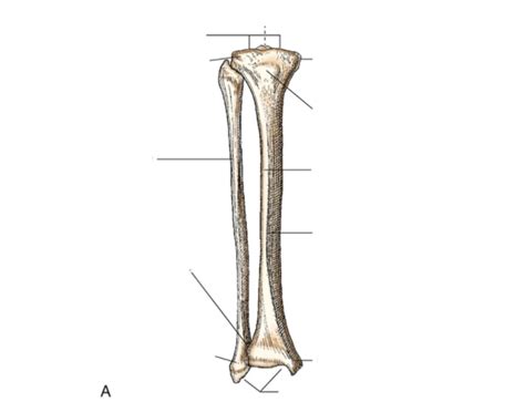 Anterior Tib Fib Labeling Quiz