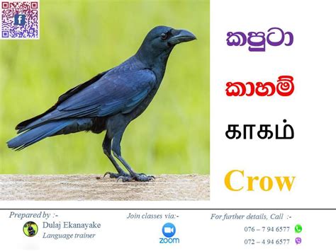 Tamil Crow Online Flash Sales