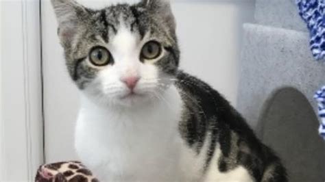Extremely Rare Case This Shelter Cat Without Reproductive Organs Is