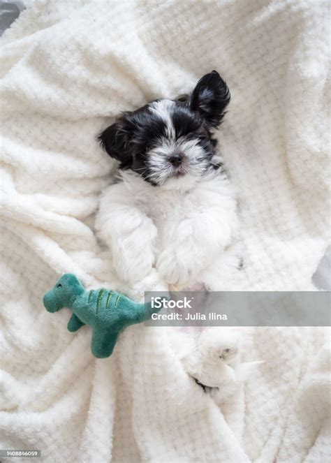 Shih Tzu 강아지는 공룡 장난감이있는 침대에서 자고 있습니다 클로즈업 가축에 대한 스톡 사진 및 기타 이미지 가축