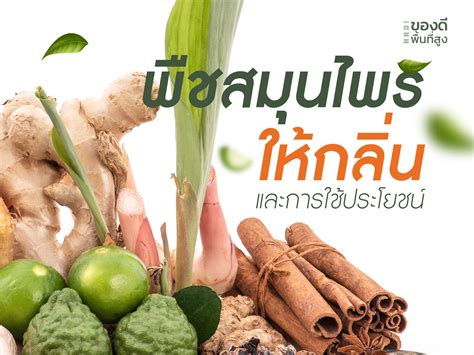 พืชสมุนไพรให้กลิ่นและการใช้ประโยชน์ องค์ความรู้เพื่อการพัฒนาพื้นที่สูงอย่างยั่งยืน