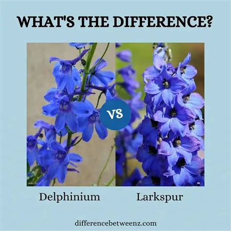 Difference Between Delphinium And Larkspur Difference Betweenz【2024】