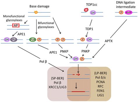 Nucleotide Excision Repair