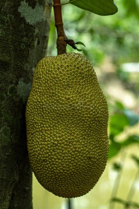 La Pulpa De La Yaca Madura Se Come Fruta Fresca Y Sin Madurar Cocinando