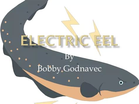 Ppt Electric Eel Powerpoint Presentation Free Download Id2133500
